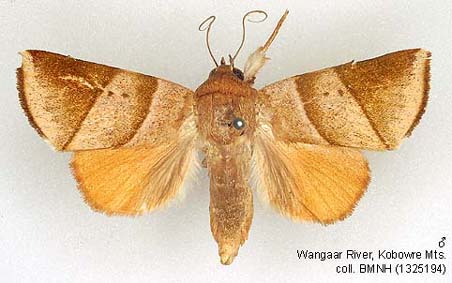Papua Insects Foundation (Lepidoptera/Nolidae/Chloephorinae(Careini ...